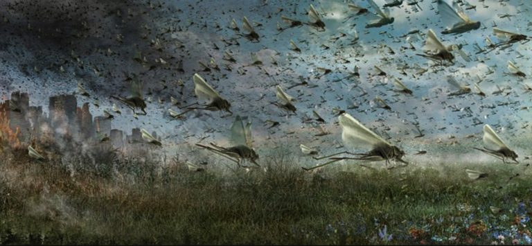 Locust Swarms